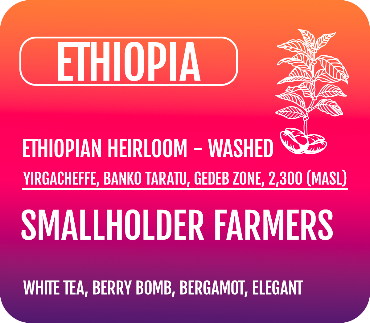 Ethiopian Yirgacheffe - Banko Taratu – Heady Cup Coffee Roasters